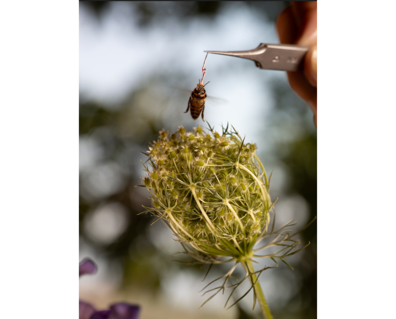 animal instinct / instinct animal - MBAL